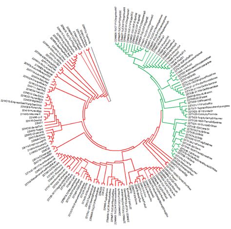 A Phylogenetic Tree Constructed In Mega 11 Software Using The