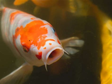 Koi Fish Sex Identification How To Tell If Your Koi Are Male Or Female