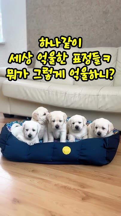 💛레브라도 리트리버💛얼굴이 억울해요 Youtube