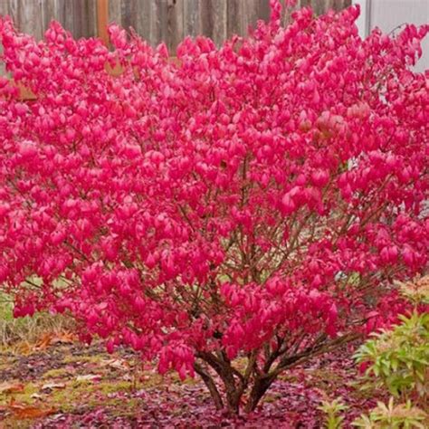 Burning Bush Plant Etsy