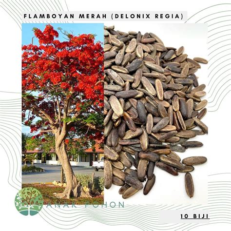 10 Biji Benih Bibit Biji Pohon Bunga Flamboyan Merah Delonix Regia