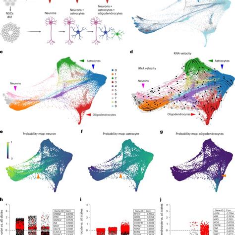 Multi Omic Analysis Of Two Different Astrocyte Differentiation Time