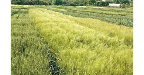 Устойчиви ли са добивите при зимните житни култури на климатични промени Български Фермер