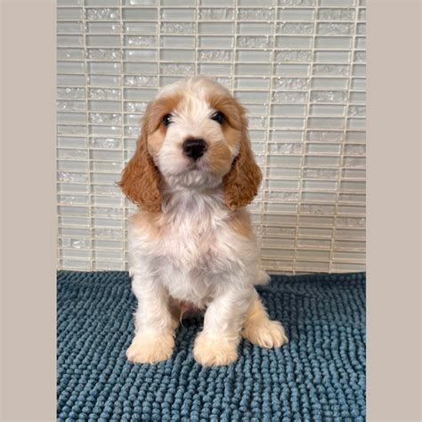 Georgia Small Female Cavalier King Charles Spaniel X Poodle Toy X