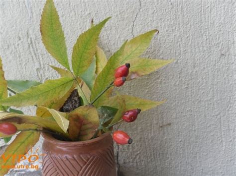 Приказки от шипковия храст Днес