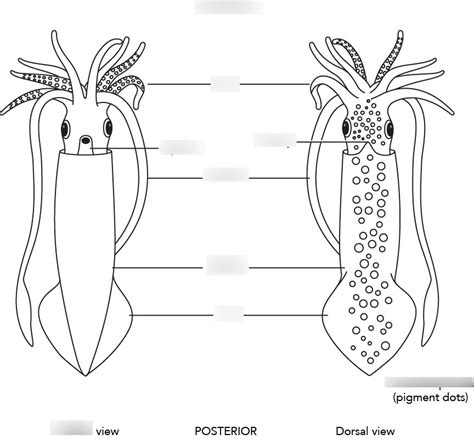 Squid External Anatomy Diagram Quizlet