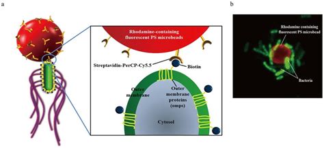 Development Of Bacteriobots Using Biotin Streptavidin Conjugation