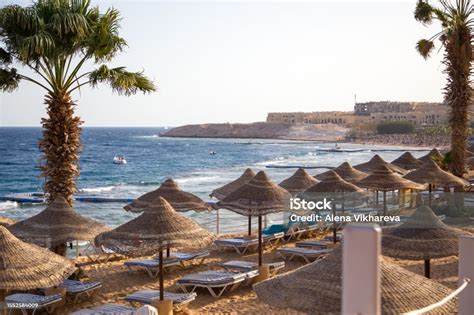 샤름 엘 셰이크 이집트 2019년 3월 18일 홍해 연안 콩코드 호텔 파라솔 일광욕용 침대 야자수가 있는 해변 배경 관광 및 여행 휴식과 휴가 갑판 의자에 대한 스톡 사진