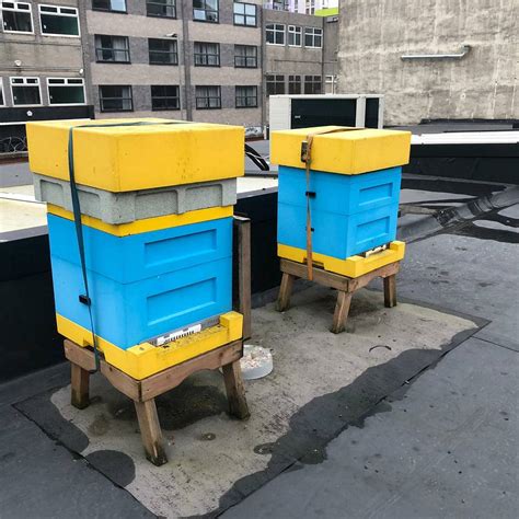 Week 495 Iot Connected Beehives Does Liverpool