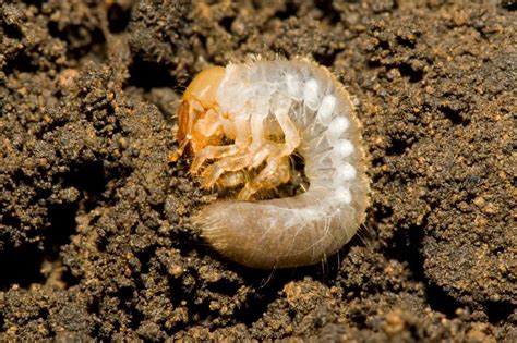 African Black Beetle Insecticide Treatment Paul Munns