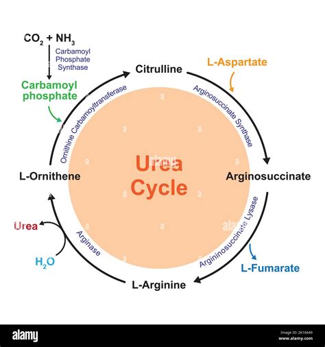 Scientific Designing Of Urea Cycle Vector Illustration Stock Vector Image And Art Alamy