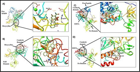 Predicted Interactions Of Doxycycline With Pro Mmp9 A And Active Download Scientific Diagram