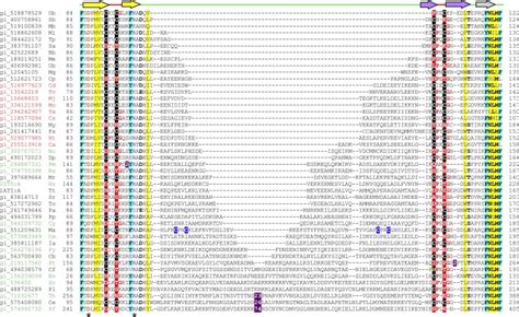Structure Based Multiple Sequence Alignment Of Representative Sequences