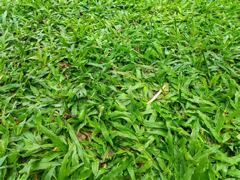 Close Up View Of Green Field Grass Stock Image Image Of Season
