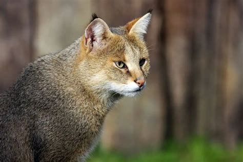Jungle Cat Jungle Cat Wikipedia
