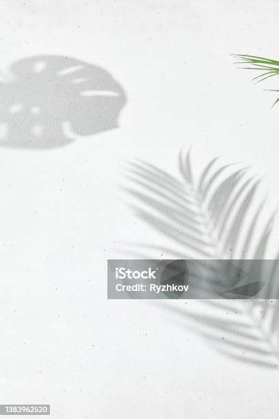 그림자와 잎이 있는 흰색 배경 최소한의 구성 콘크리트 벽과 손바닥과 몬스터의 하드 그림자 자연 요소의 우아한 포스터 0명에 대한 스톡 사진 및 기타 이미지 Istock