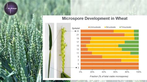 Amphasys Home Facebook