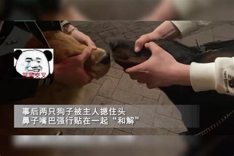 两只狗打架被主人摁头劝和，碰鼻贴嘴气氛变尴尬，松手后一幕爆笑