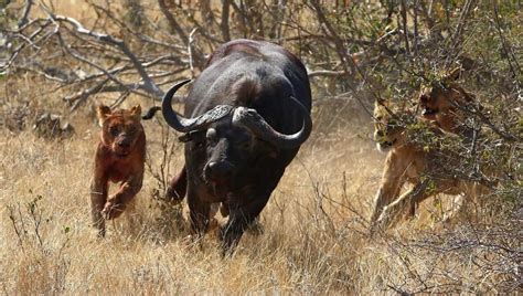 Maruleng Local Municipality