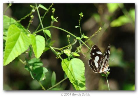 Dynamine Dyonis Live Adults