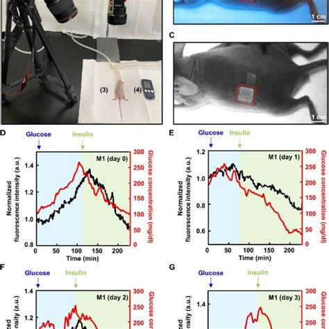 Biodegradable Microneedle Array Sensor For Continuous Glucose Download Scientific Diagram