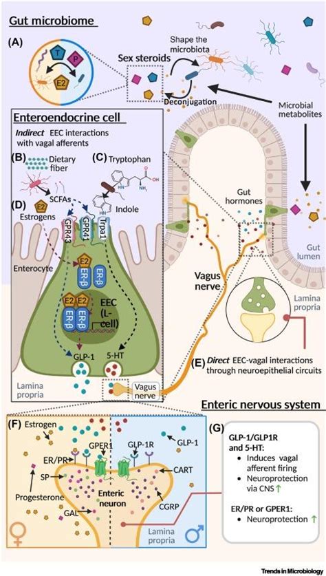 Gökberk Elgin On Linkedin Sex Shapes Gut Microbiota Brain Communication And Disease