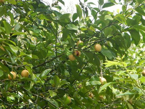 Hiking With Telfor Bedeau In St Patrick Grenada