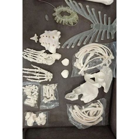Human Body Part Models At 3500 00 Inr In Ambala Borosilico Life Sciences Private Limited