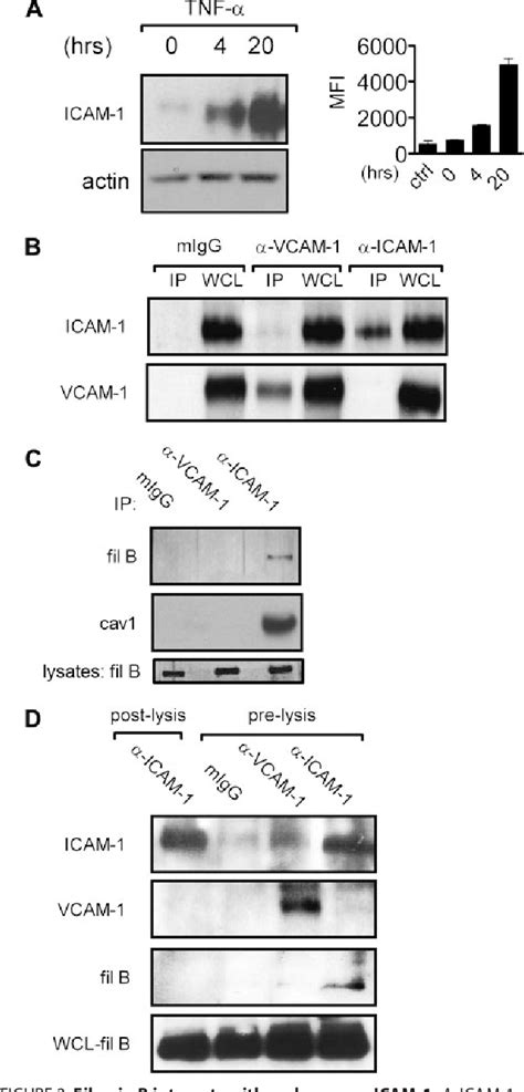 Figure 2 From Filamin B Mediates Icam 1 Driven Leukocyte