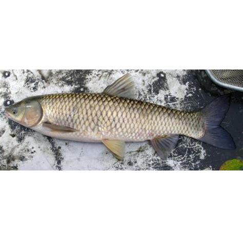 Grass Carp Fish 30h Size 6inch At ₹ 3piece In Ahmedabad Id