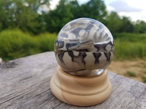 Home And Living Wet Specimen Ivory Ball Python Snake Taxidermy Mount