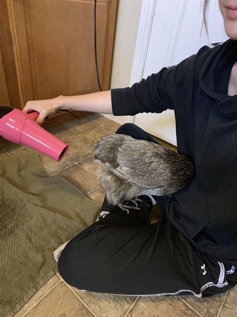 Best Chicken Butt Images On Pholder Chickens Hamsters And Aww