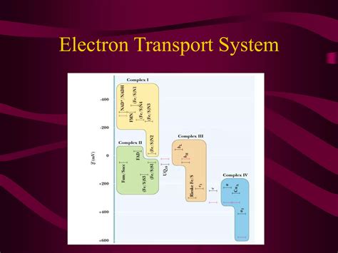 Oxidative Phosporylation Ppt