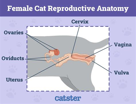 Do Cats Have A Clitoris Vet Reviewed Facts About Cat Genitals With