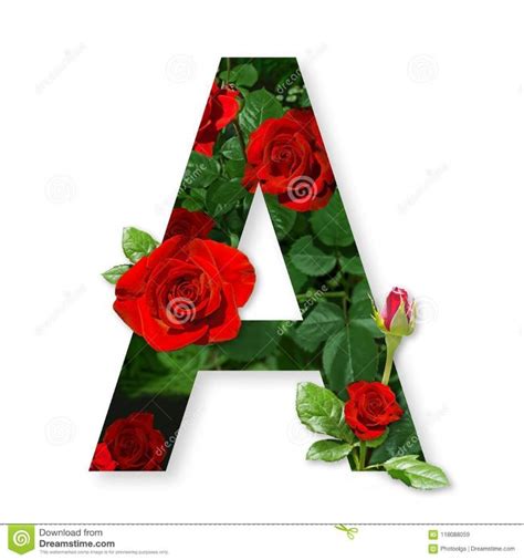 Пометьте буквами A алфавита с красными розами на белой предпосылке ...