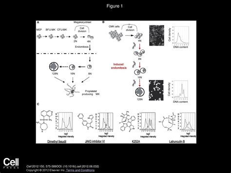 Volume 150 Issue 3 Pages August 2012 Ppt Download