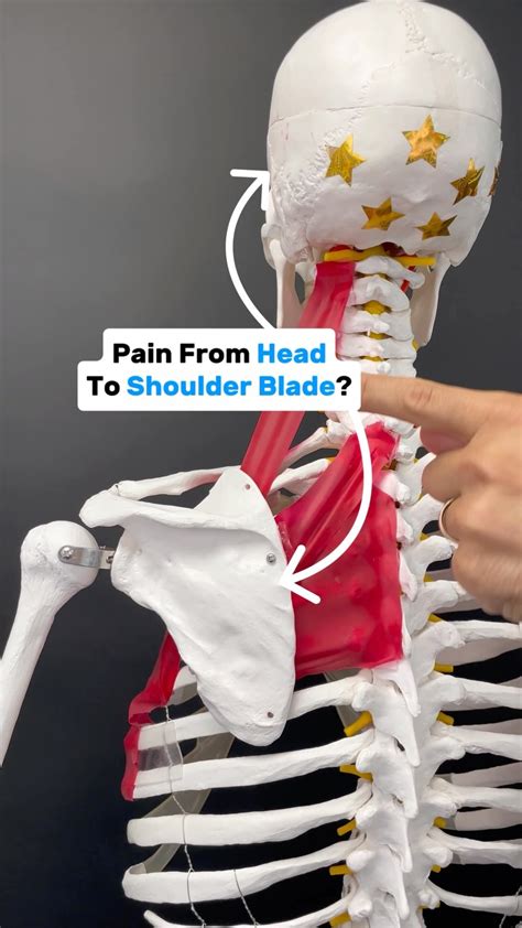 Dr Joe Damiani Tmj Head And Neck Specialist Comment The Word ‘neck On This Video If You