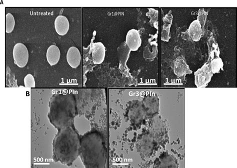 Electron Microscopic Observation Of Mrsa When Coincubated With Download Scientific Diagram
