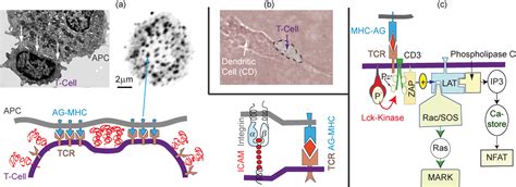 Physics Of Cell Adhesion Some Lessons From Cell Mimetic Systems Soft Matter Rsc Publishing