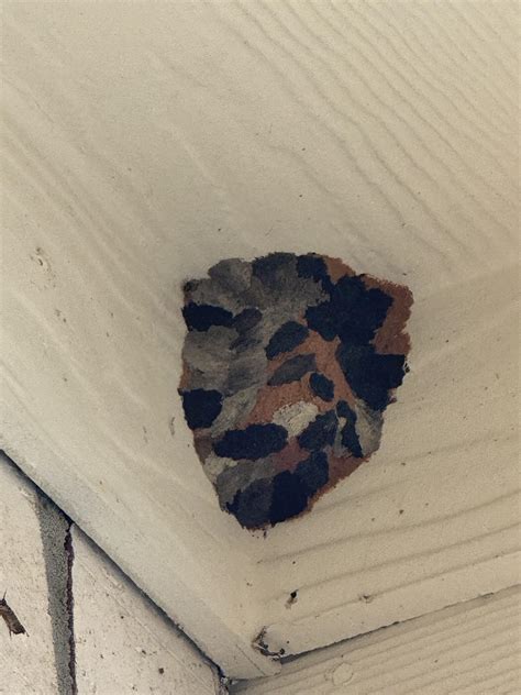 What Happened To Mud Dauber Nest R Insects