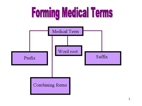 Word Root Building Medical Terms Prefix Suffix Combining