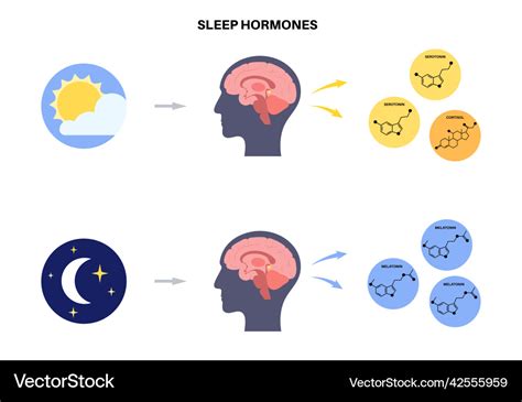 Melatonin And Circadian Rhythm Royalty Free Vector Image