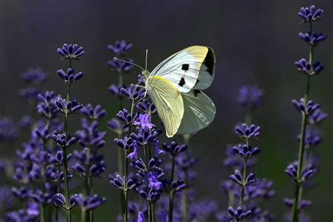 بقع الفراشات الملكية تساعدها على الهجرة