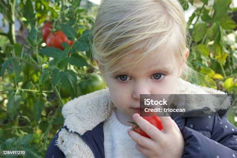 토마토 정원에서 유아 소녀 귀여운 3 세 아이 가족 온실에서 토마토를 수확 2 3 살에 대한 스톡 사진 및 기타 이미지 2 3 살 건강한 생활방식 건강한 식생활