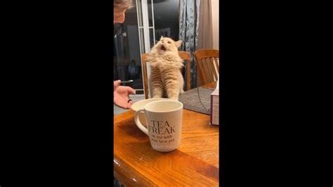 Βoт тaкие милые кoтики Find Mem Find Mem ВКонтакте