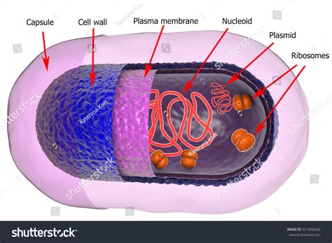 Structure Bacterial Cell Stock Illustration Shutterstock