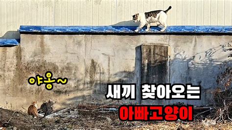 어미는 죽고 새끼냥이들 구조했더니 찾아오는 아빠고양이 Youtube