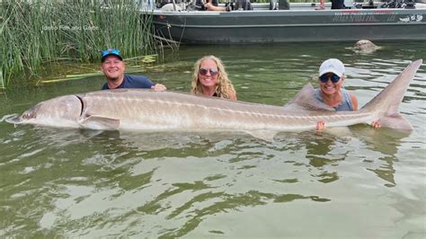 White Sturgeon