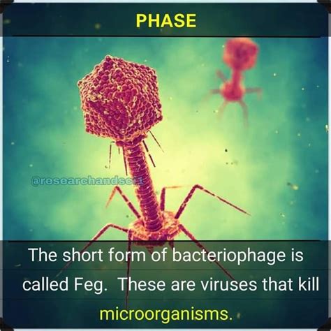 Bacteria Bacteriophase Scientist Research And Science
