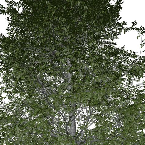 Shingle Oak Tree 03 3d Model By Antoniokowatsch Shingle Oak Tree 03 3d Model By Antoniokowatsch